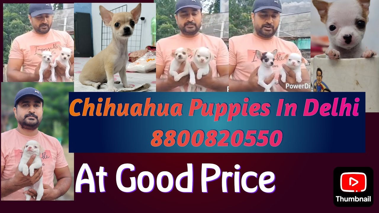 Chihuahua Puppies For Sale | Chihuahua For Sale In India | #chihuahua # ...