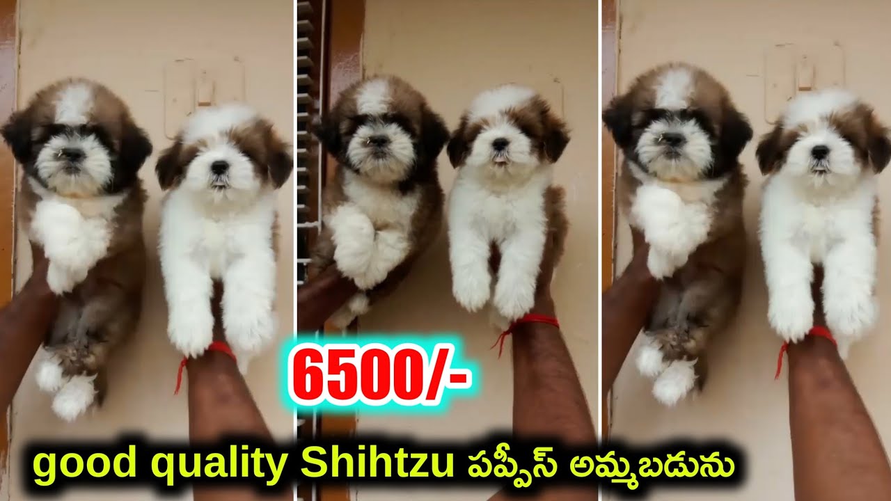 Top Quality Shihtzu Puppies For Sale In Telugu Sold Out aj Pets YouTube top-quality-shihtzu-puppies-for-sale-in-telugu-sold-out-aj-pets-youtube