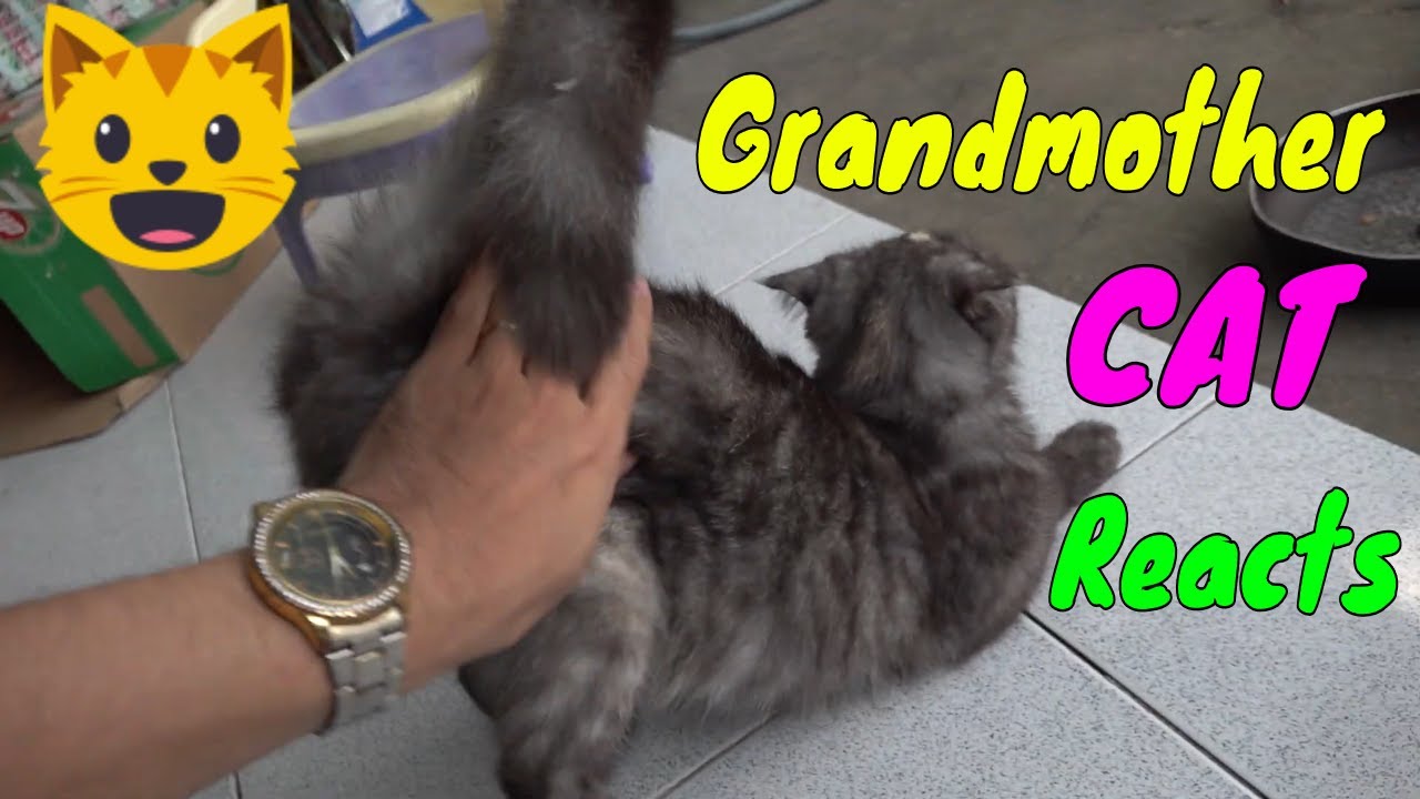Beautiful CATs Family with 3 Generations Living Together | Viral Cat ...