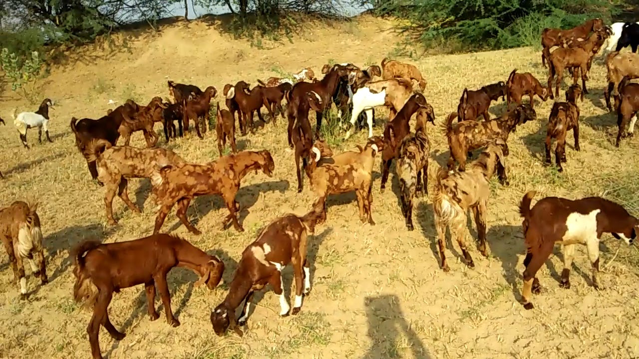 Ajmer rajasthan goats farm Laxman goats farm 9928251628 - YouTube