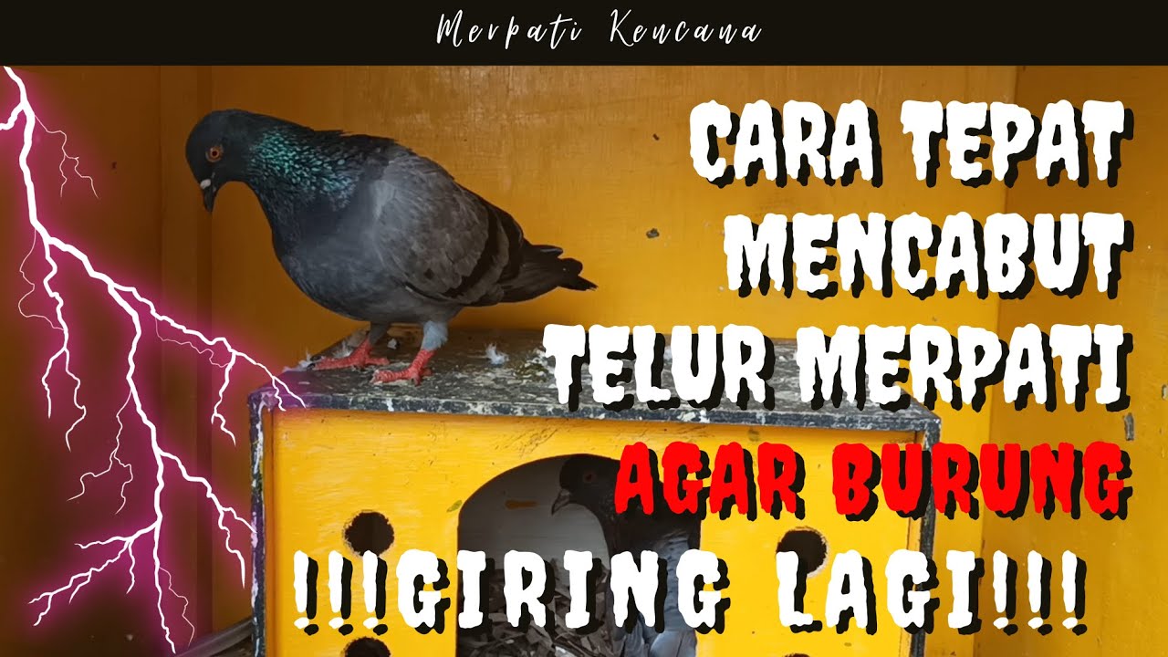 CARA MENCABUT TELUR BURUNG MERPATI AGAR CEPAT GIRING - YouTube