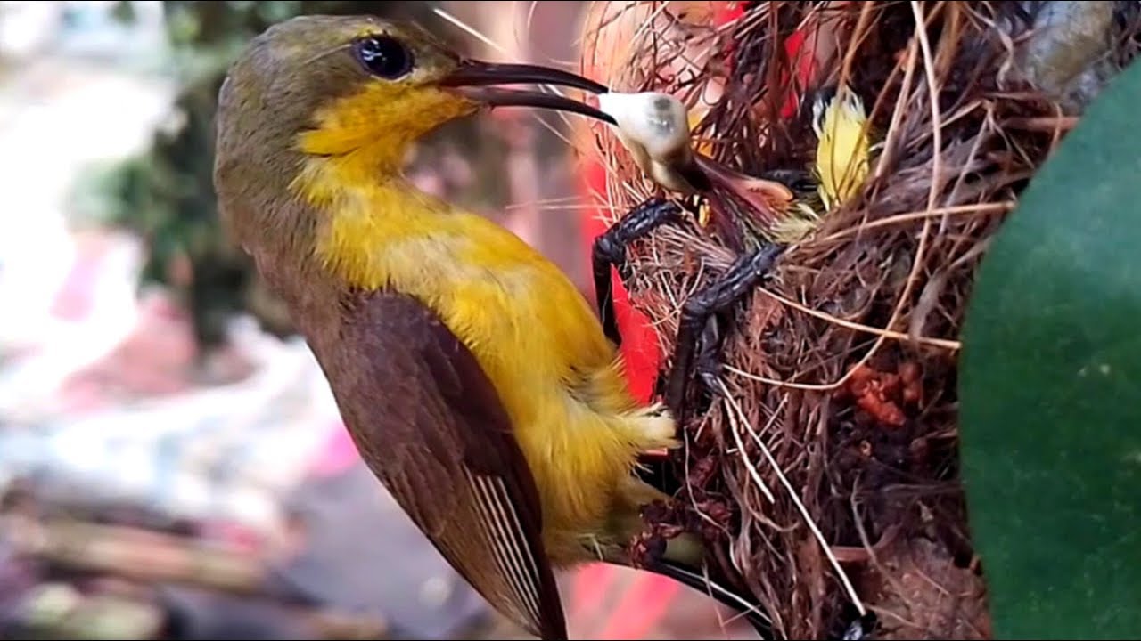 Garden sunbird Birds download baby lamb to eat - YouTube