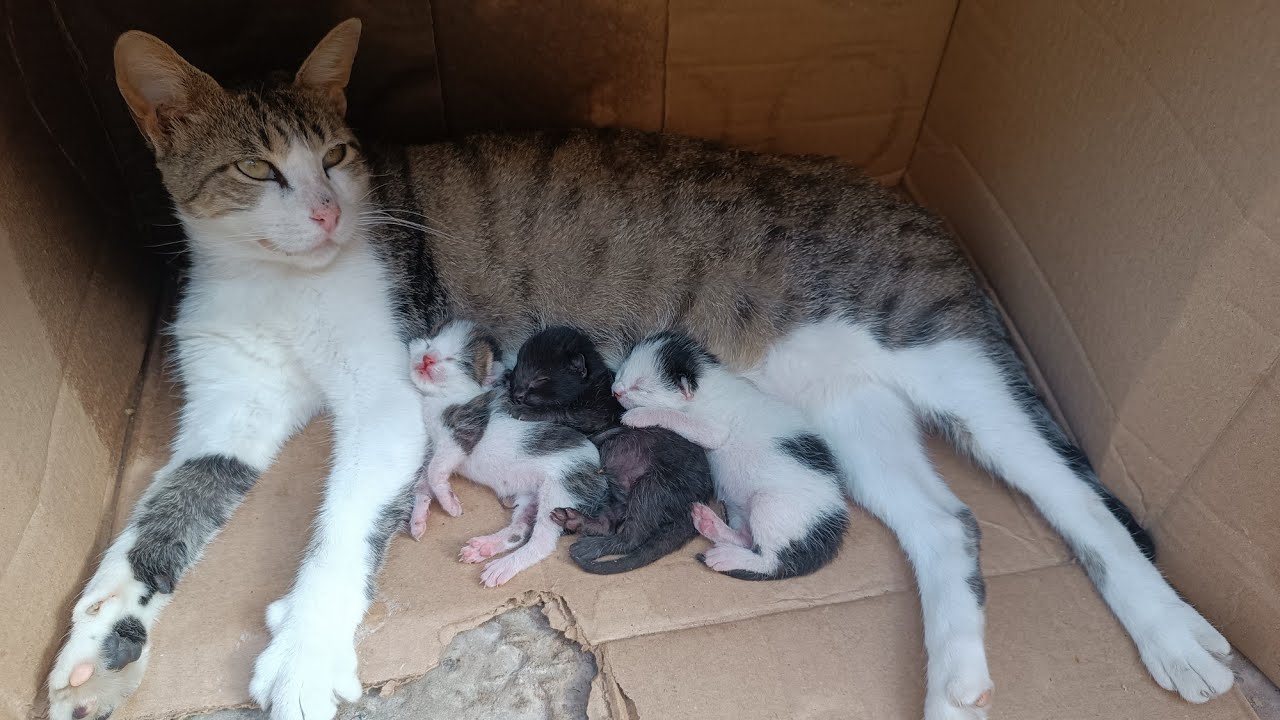 the homeless cat gives birth to three kittens after along suffering ...