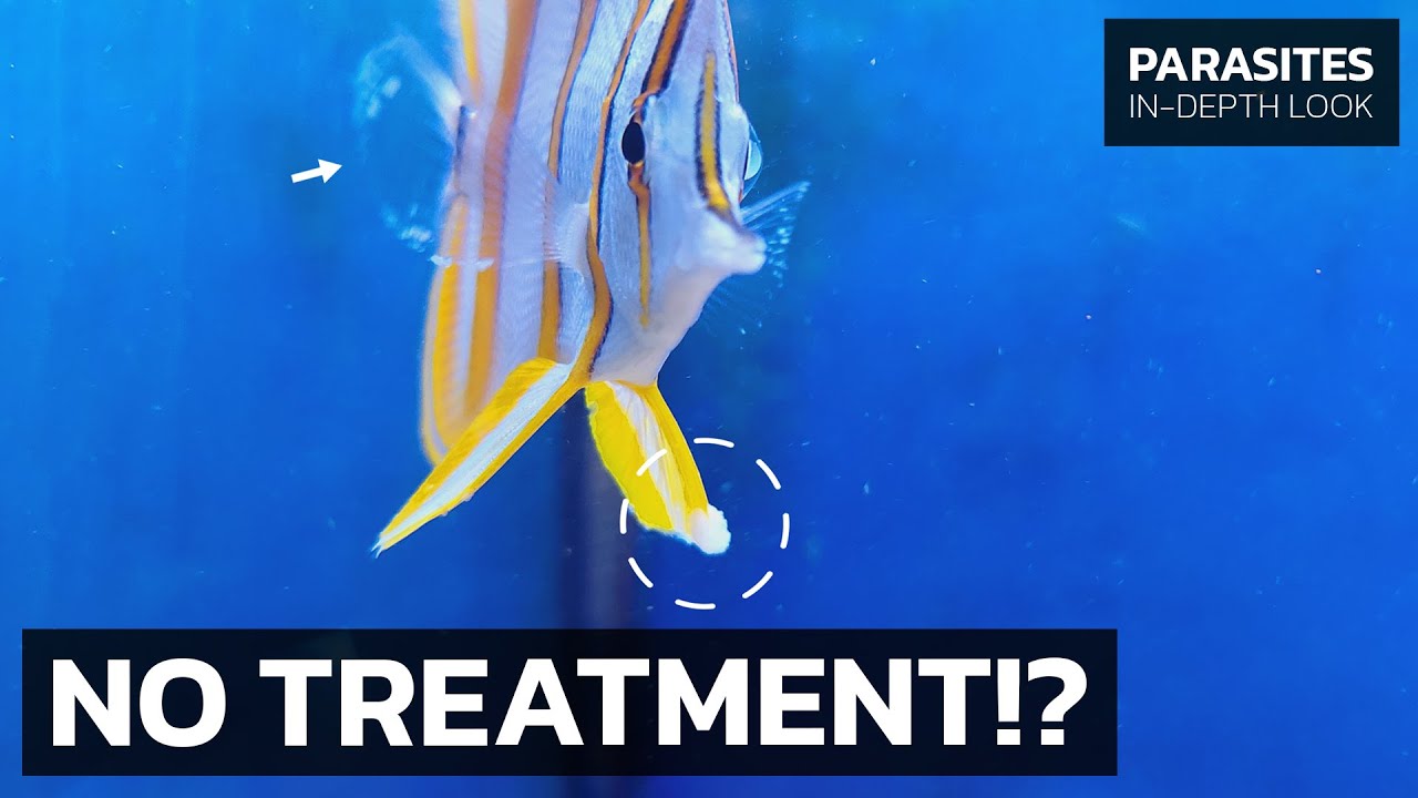 There Is NO TREATMENT For This Fish Disease, Is That Bad ...