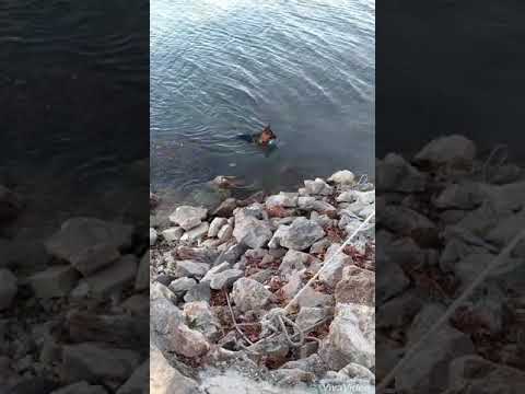 Sudaki şişeleri toplayan eğitilmiş köpek