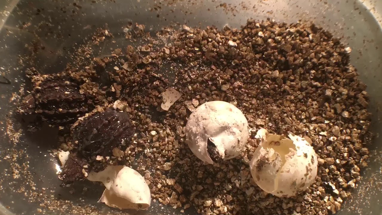 60 LB, 40 YR ALLIGATOR SNAPPING TURTLE!! SNAPPER EGGS HATCHING!! - YouTube