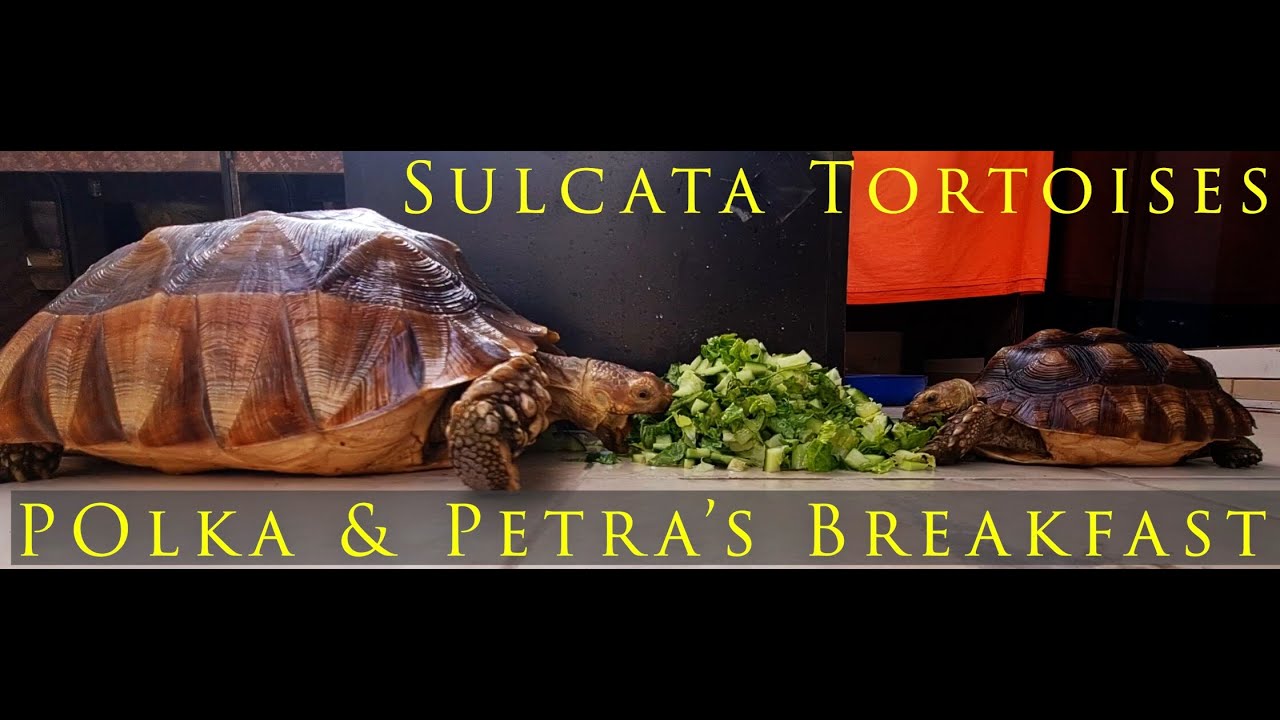 Polka & Petra's Hearty Breakfast | Sulcata Tortoises | Pet Tortoises - YouTube
