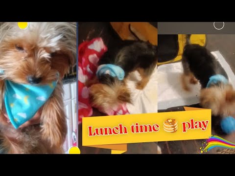 Lunch Time Play With Yorkie Handsome Lucky - YouTube
