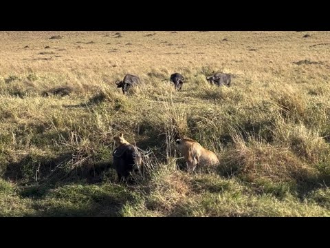 lions take advantage to hunting a weak buffalo and lucky rescue by buffalo group video 