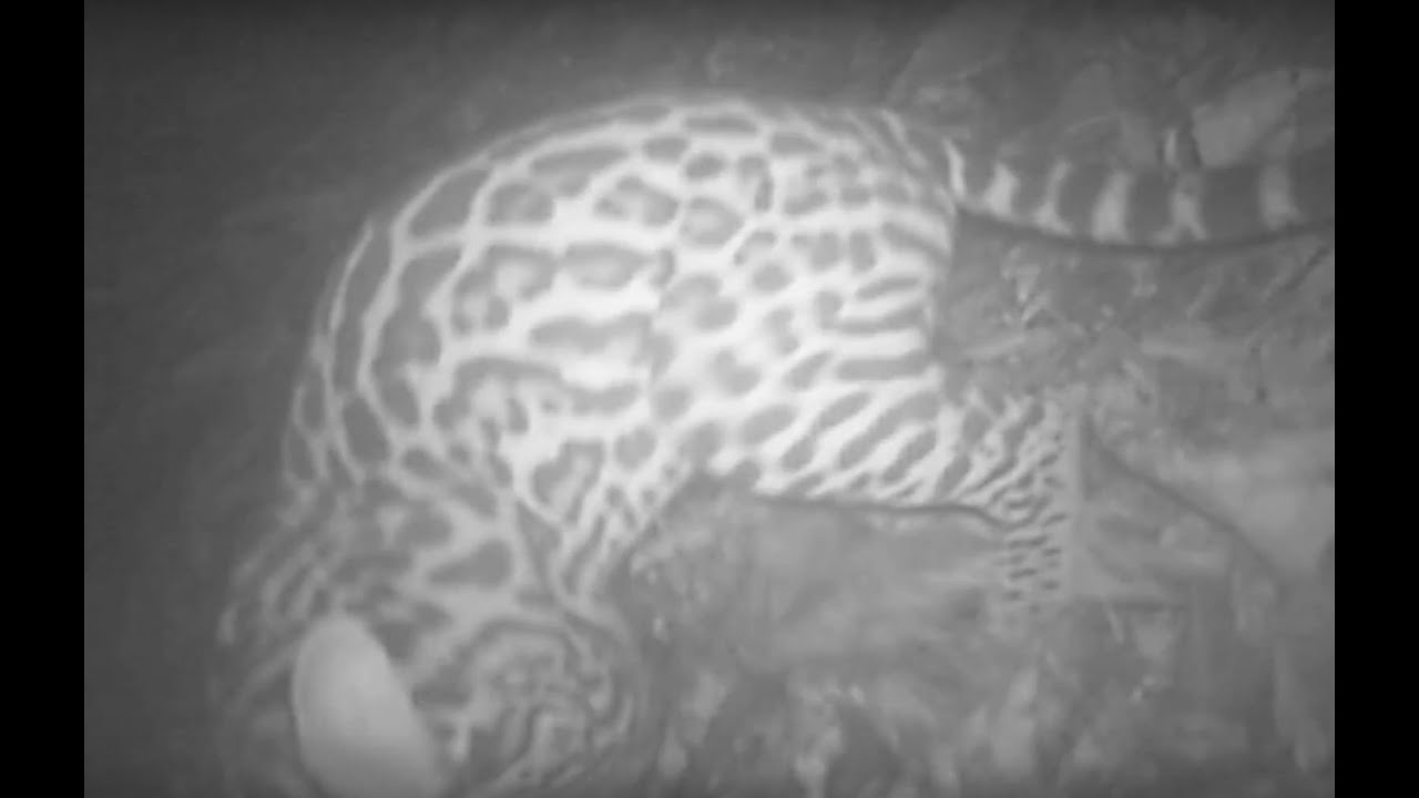 Ocelot Attack on the Camera! Raw Trail Camera Footage Video - YouTube
