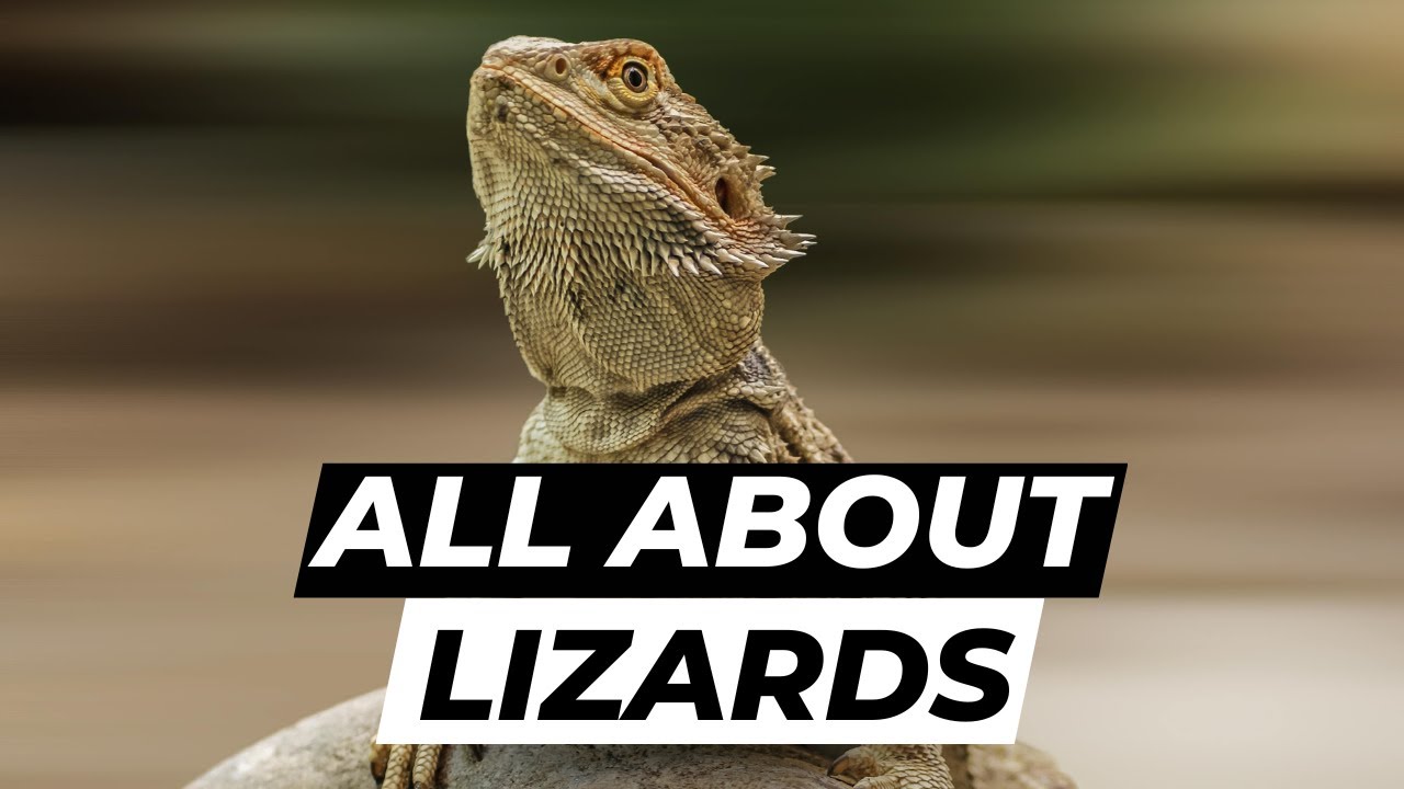 Everything You Need to Know About Lizards - YouTube