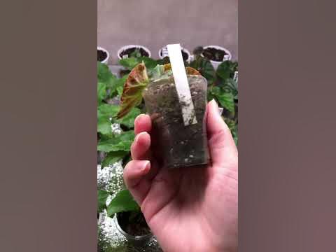Бегония Шардоне - YouTube