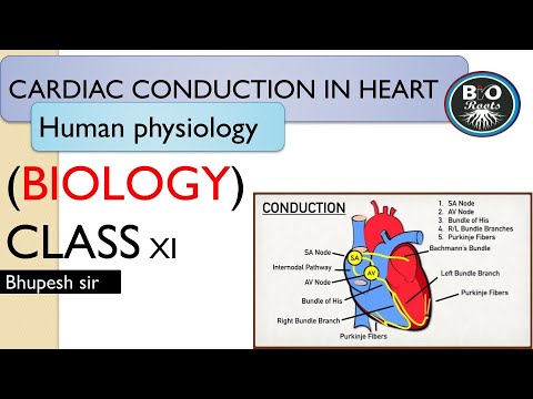 Cardiac condition of Human heart ll Human physiology class 11th Biology ...