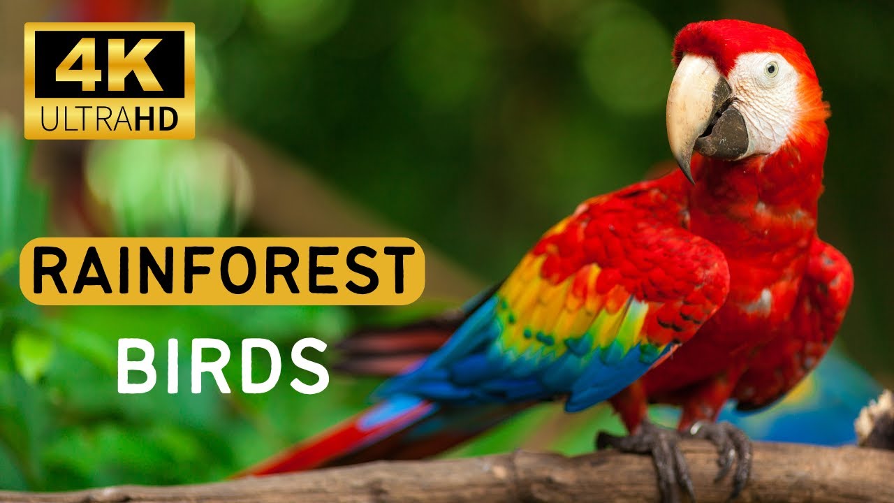 Immerse Yourself in Nature: Rainforest Birds in 4K UHD - YouTube