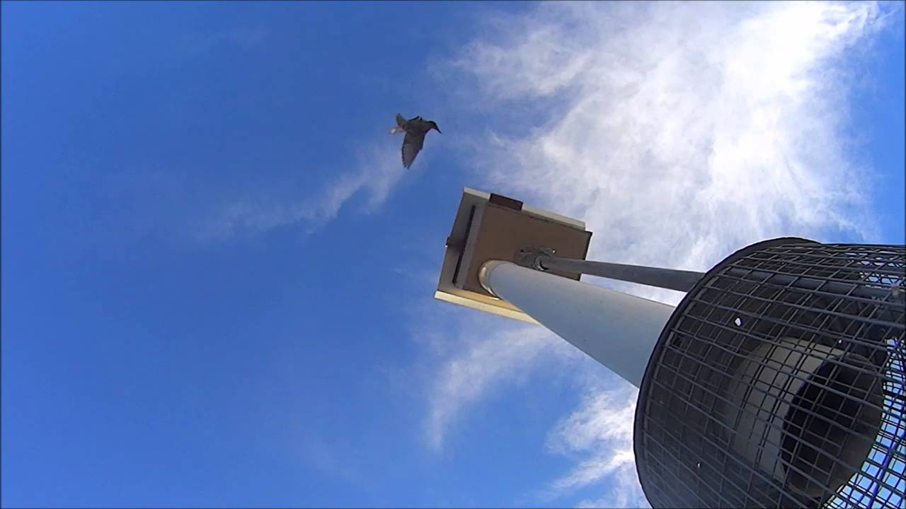 Catching a European Starling to protect the Purple Martin Sanctuary ...