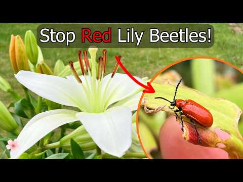 What Are The Red Bugs Eating My Lily Plants