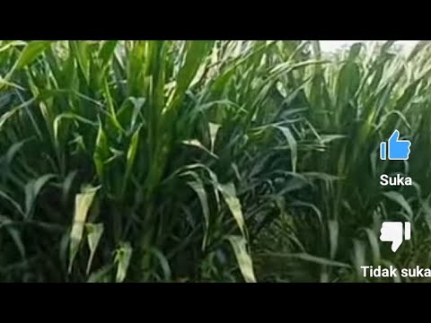 kita Chopper rumput Meksiko (Guatemala) untuk pakan ternak - YouTube