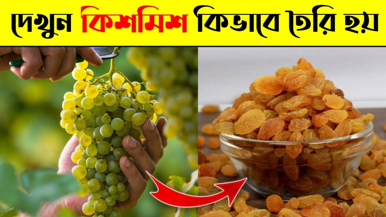 দেখুন কিশমিশ কিভাবে তৈরি হয়।এমন প্রসেসিং দেখা সবার কপালে জোটে না ...