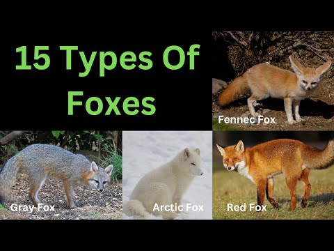 15 Different Types Of Foxes
