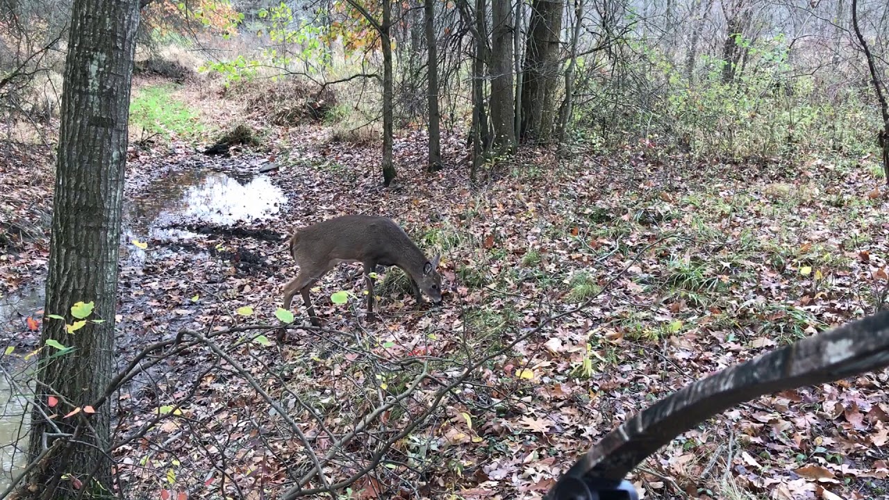 15 Stocked Deer to Beaver Dam - YouTube
