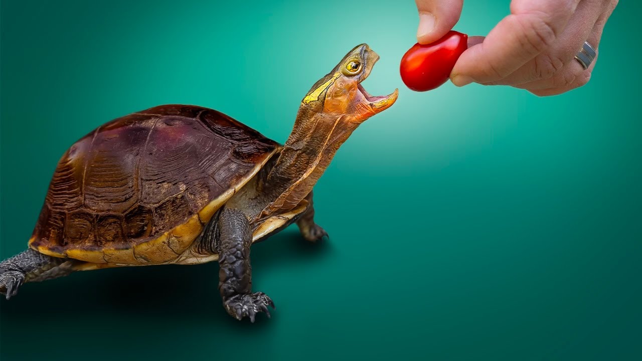 Tour Our Private Tortoise & Turtle Sanctuary! Garden State Tortoise ...