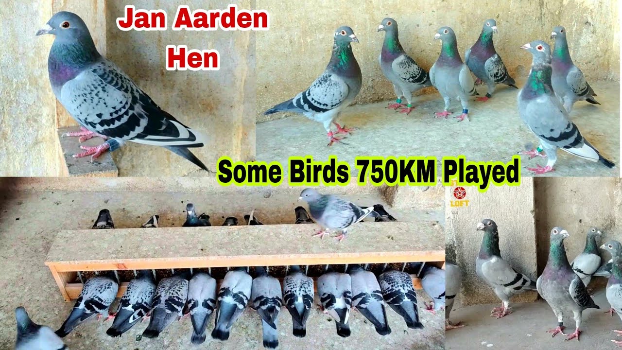 Female's Racing pigeons Of Blue Sky Loft Rawalpindi | 750Km Race Played ...