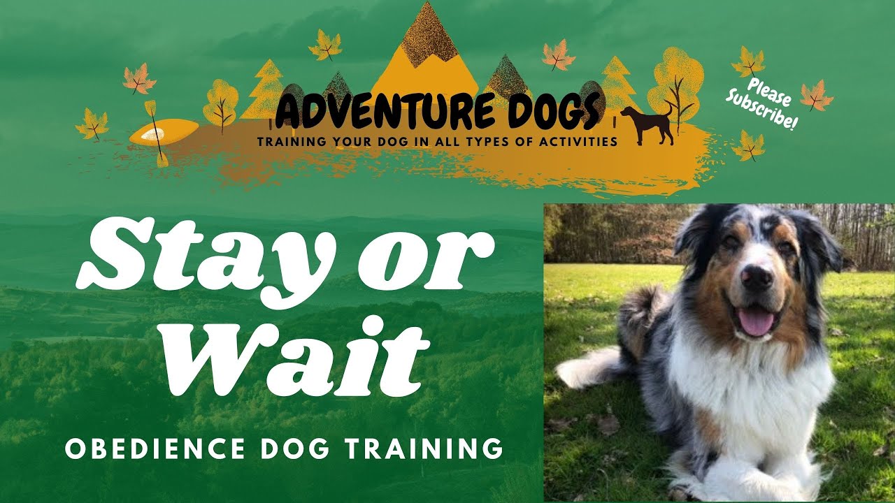 Training your dog to Stay/Wait - YouTube