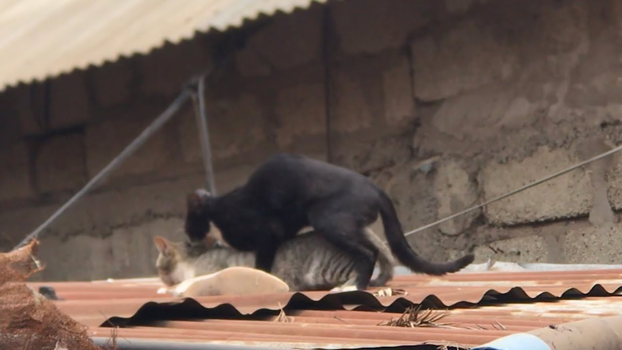 Street cats mating on house roof - YouTube