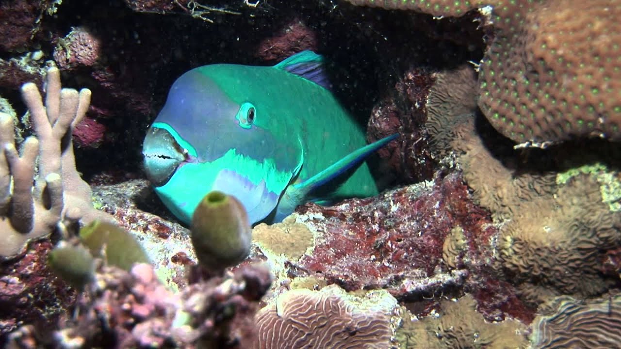 Stephead Parrot Fish sleeping and making mucous sac 2 - YouTube