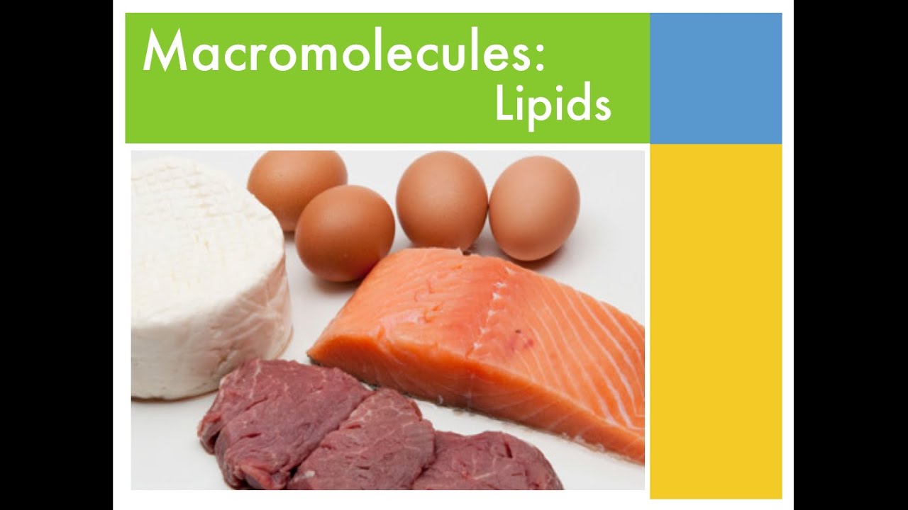Macromolecules - Lipids - YouTube