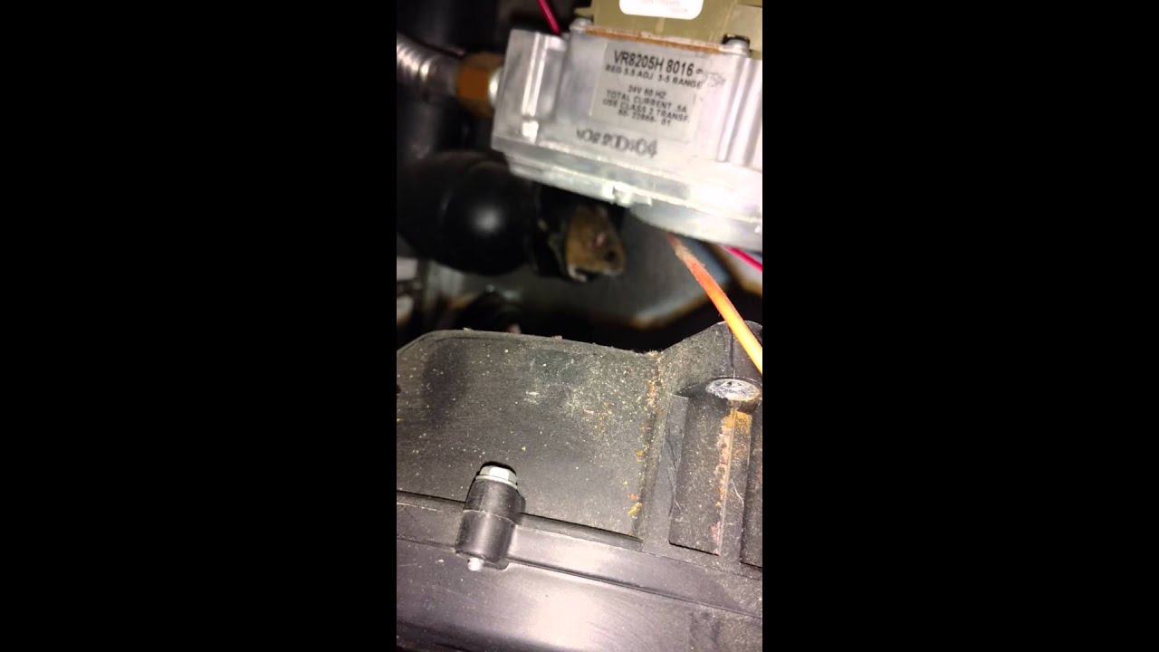Mouse in exhaust on furnace - YouTube