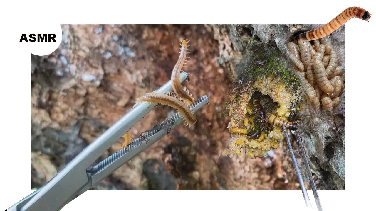 Deep cleaning on ancient tree trunk 🌿 Original sound - YouTube