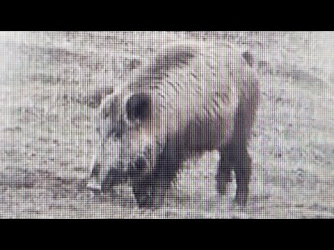 Muhteşem Yaban Domuz Avları & Spectacular Wild Boar Hunts