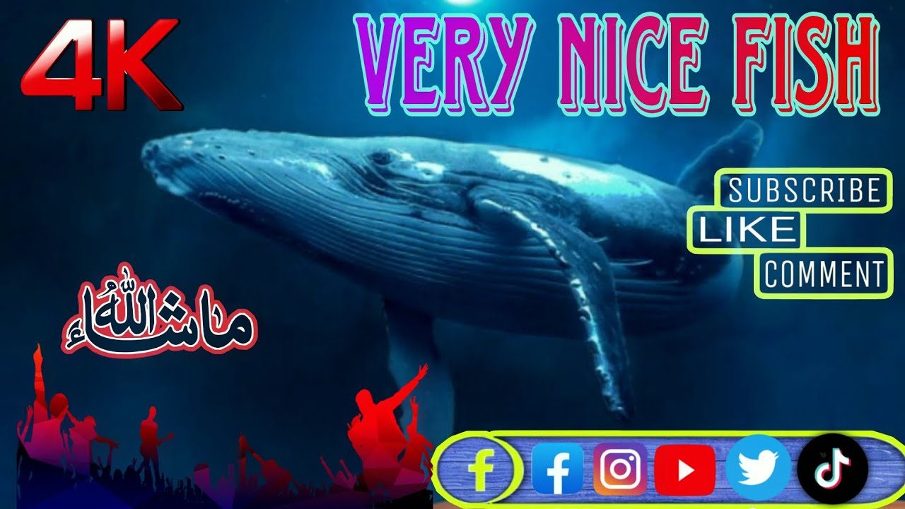 Very nice fish, check out this fish danceबहुत अच्छी मछली है, इस मछली ...