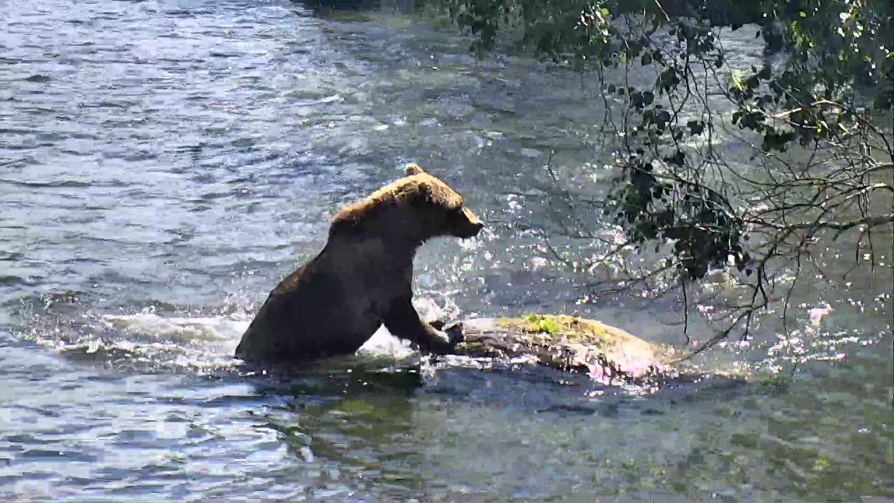 Brooks Falls Brown Bears Cam 08-16-2018 15:27:45 - 16:27:46 - YouTube
