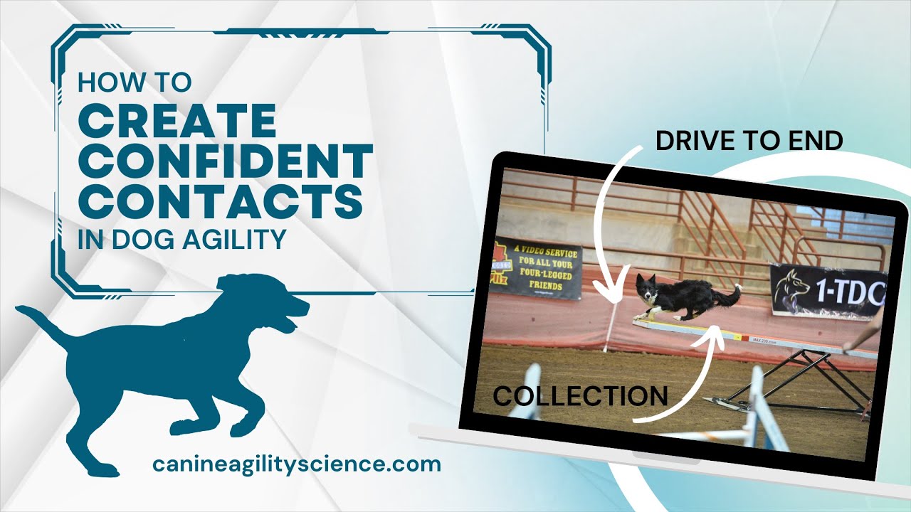 Create Confident Contacts in Dog Agility - YouTube