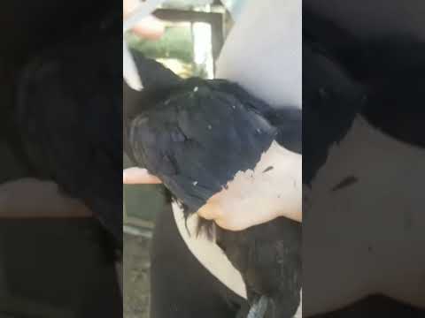 Tavuğun kanadı nasıl kesilir