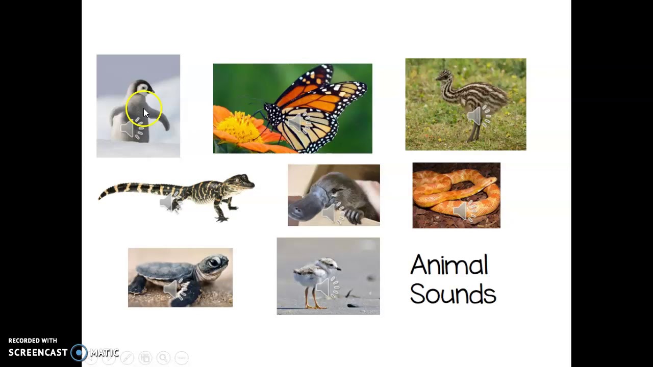 Whose Egg? Animals and Writing Activity - YouTube