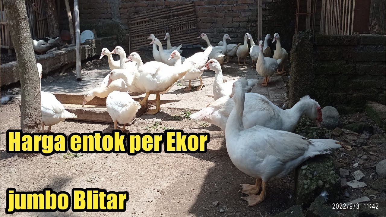 Harga entok jumbo blitar per ekor - YouTube