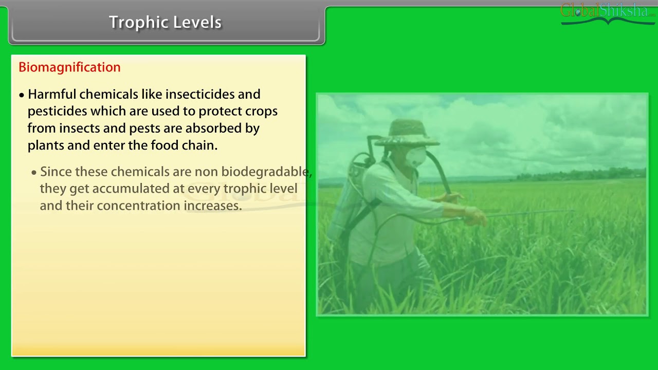Our Environment | Class 10 Science - CBSE Board - YouTube