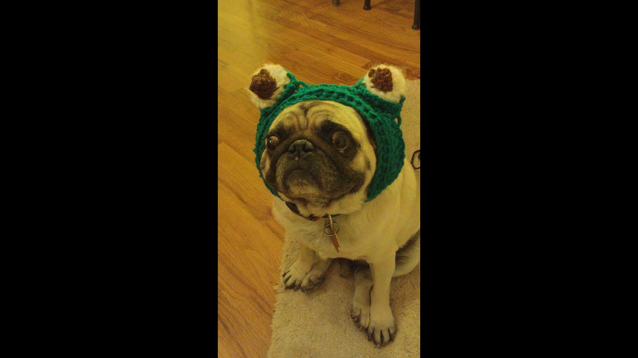 Toby loves popcorn! - YouTube