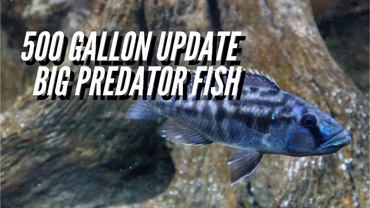 UPDATE ON MEGA 500 gallon aquarium with evil predator fish! | Jay ...