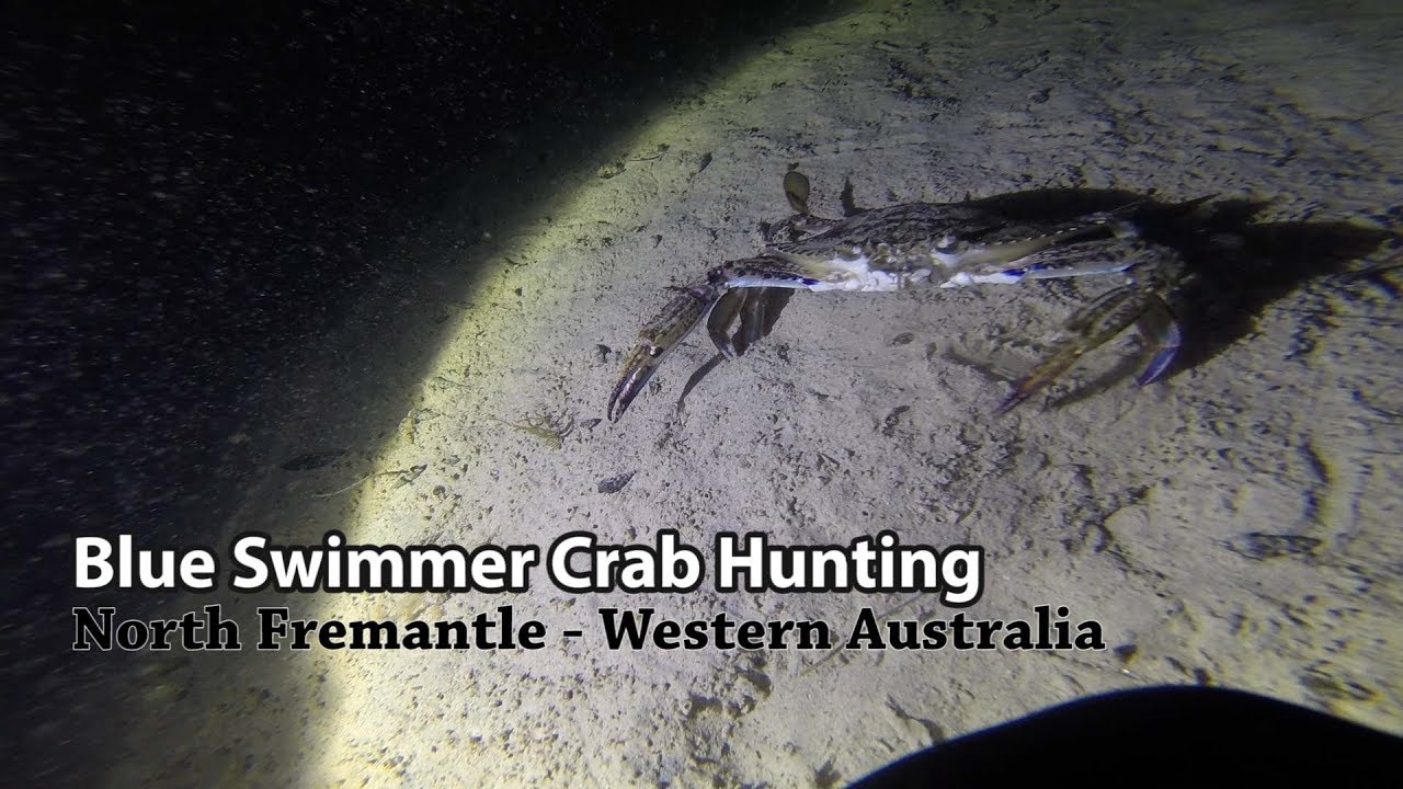 Blue Crab hunting in the Swan River - YouTube