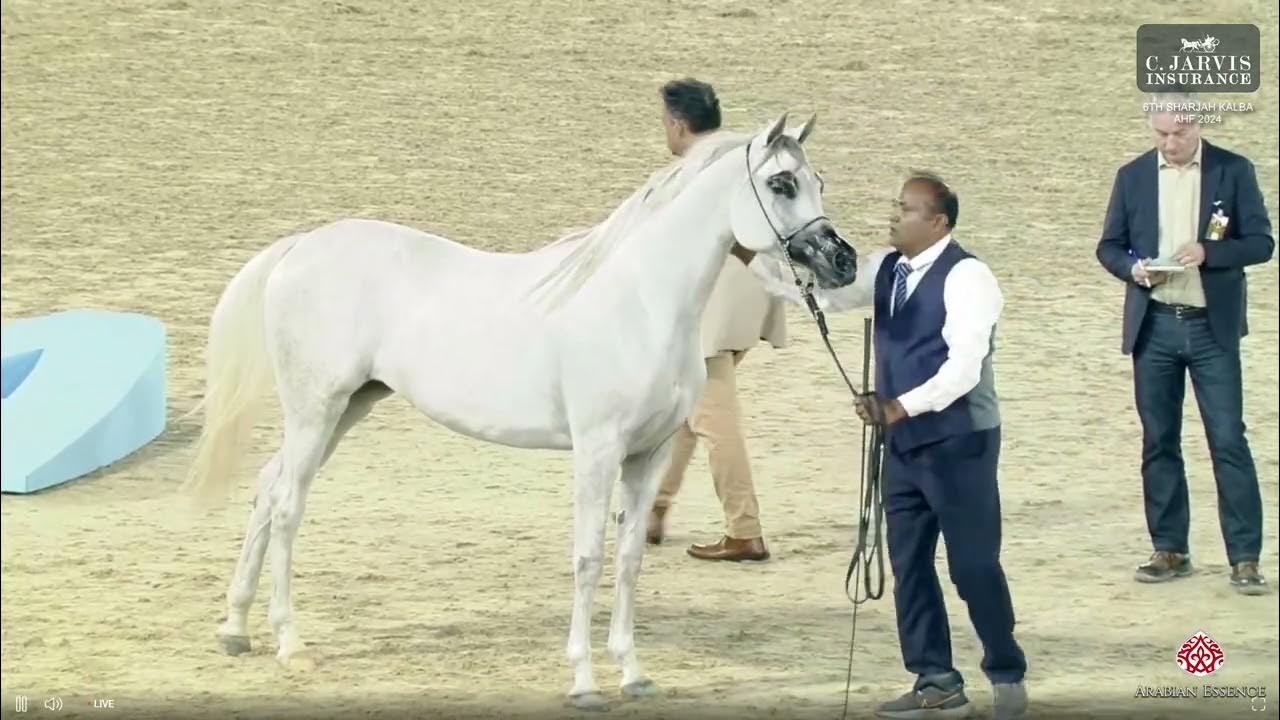 6th Sharjah Kalba Arabian Horse Festival 2024 Class 2C - YouTube