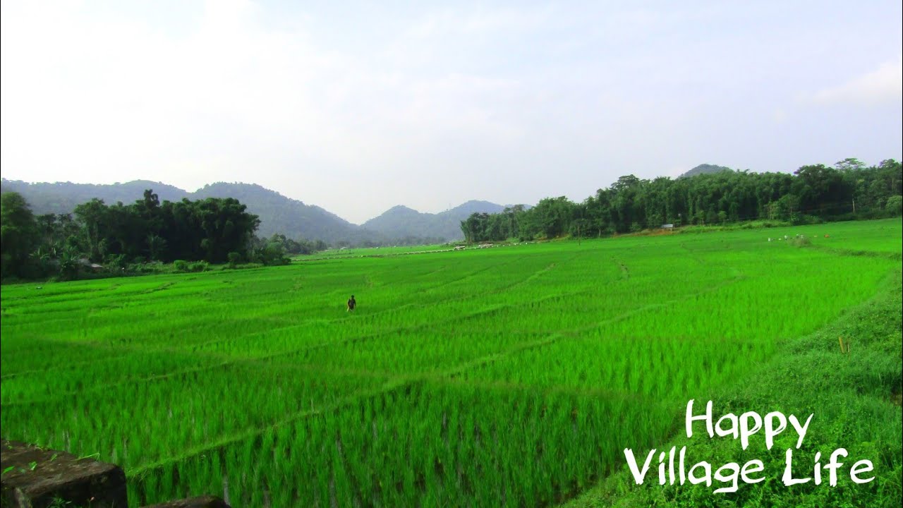 Happy Village Life, Meghalaya | Beautiful rice fields of Ribhoi ...