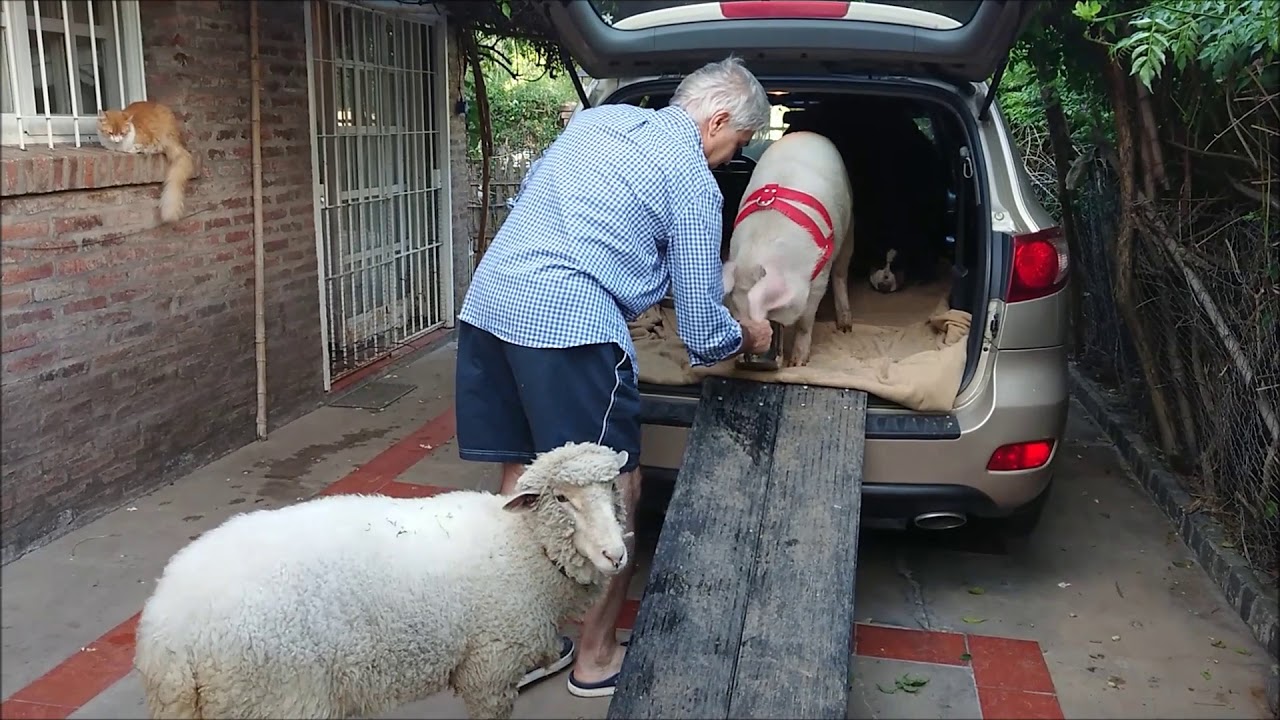 Cerdo y oveja. Entrenamiento. Cómo subir a una camioneta. - YouTube
