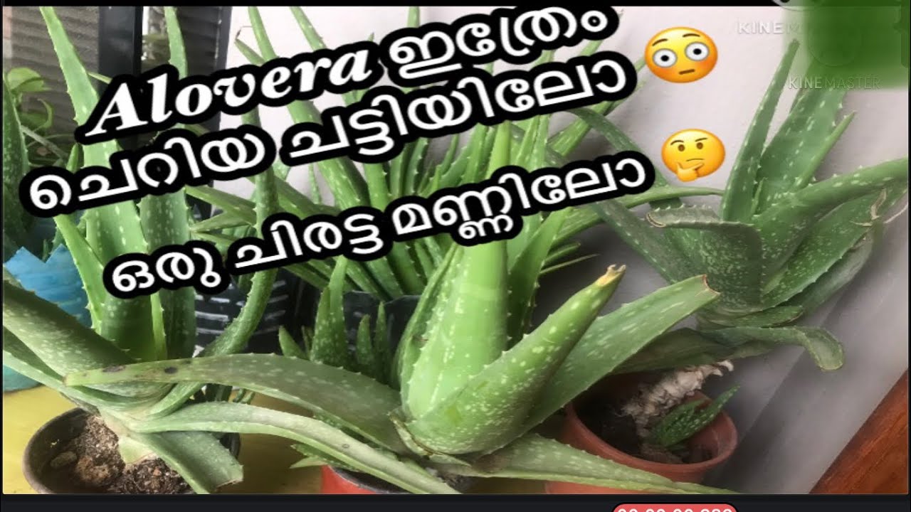 Alovera farming planting care at home/easy way to plant alovera in ...