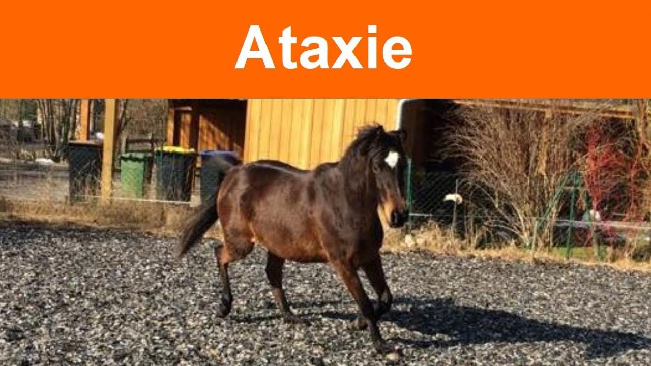 Ataxie beim Pferd - spinale Ataxie und andere und TCM-Einordnung - YouTube