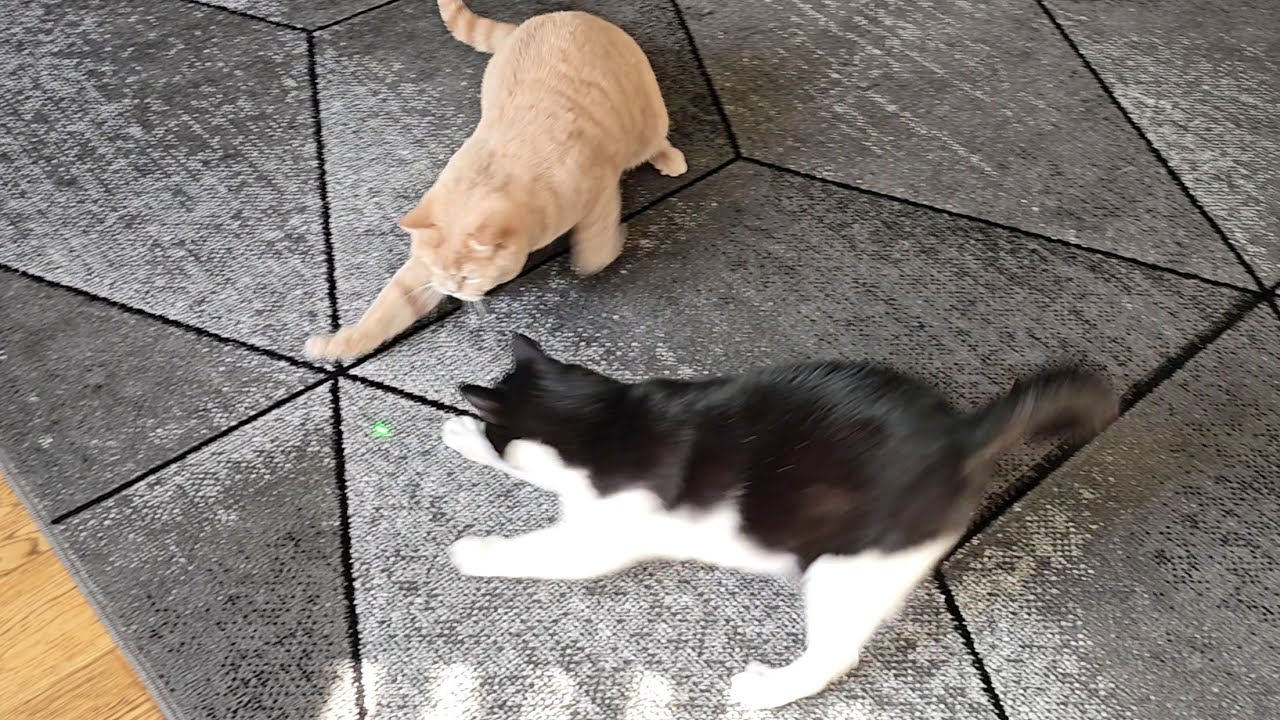 Cats Vs Laser Pointer - YouTube