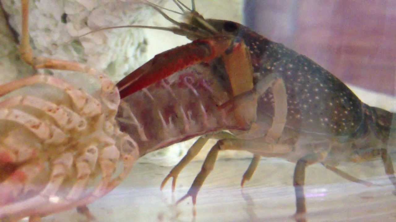 Crayfish eating exoskeleton - YouTube